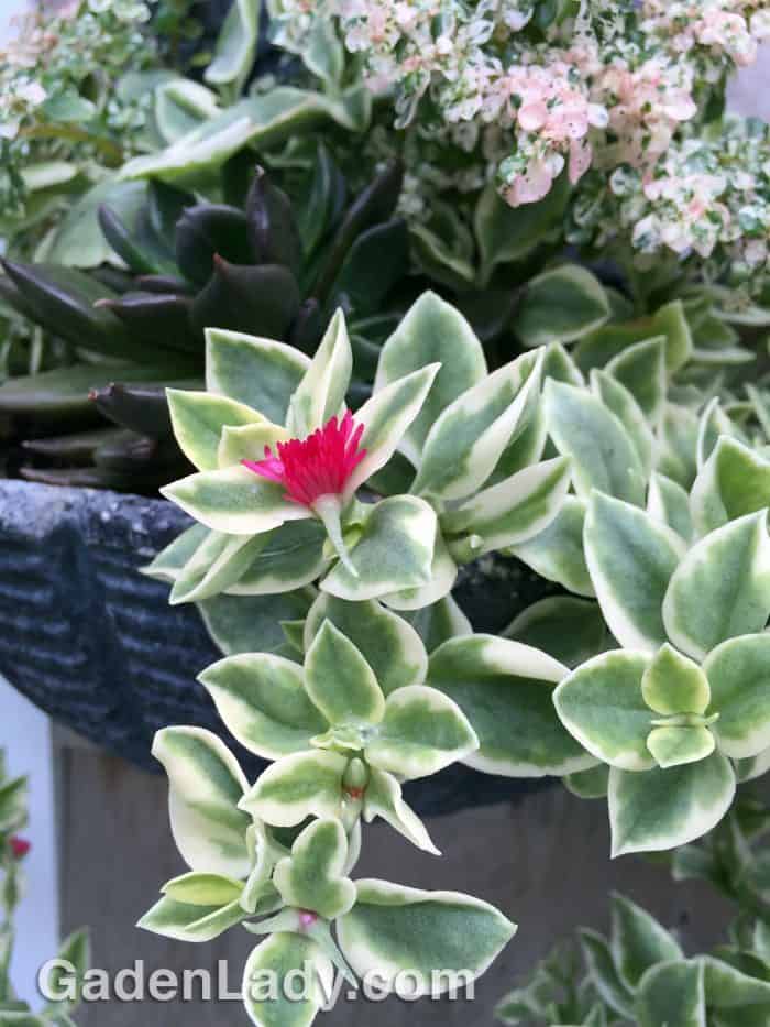 Words To Live By via Dorotheanthus bellidiformis ‘Mezoo Trailing Red ...