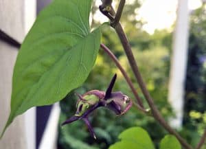 Why Isn’t My Moonflower Blooming? | GardenLady.com