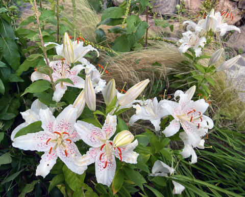 I Love Lilium aka Oriental and Orienpet Lilies | GardenLady.com