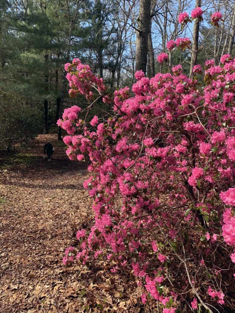 I Love the Olga Mezitt Rhododendron | GardenLady.com
