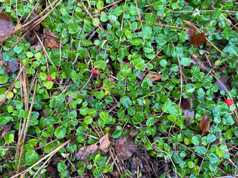 I Love Mitchella repens aka Partridge Berry | GardenLady.com