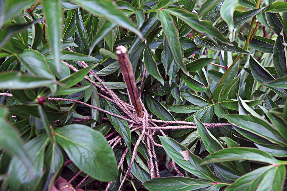 How To Stake Flopping Peonies and Hydrangeas | GardenLady.com
