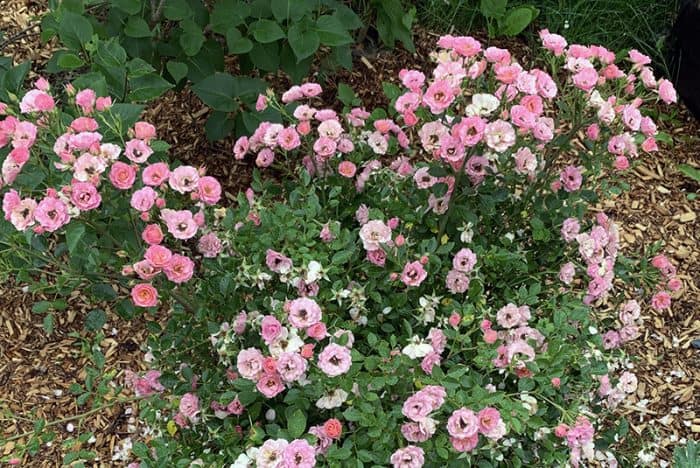 I Love The Oso Easy Petit Pink Rose | GardenLady.com
