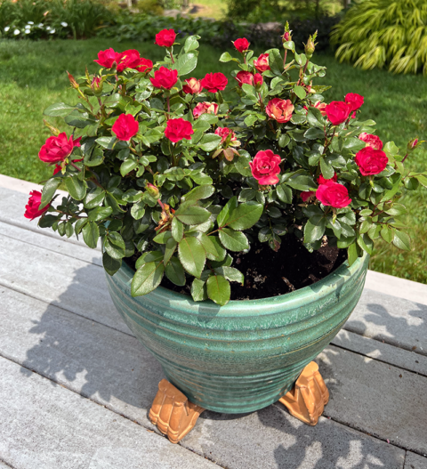 I Love Rosa ‘Meibenbino’ aka The Petite Knock Out Rose | GardenLady.com