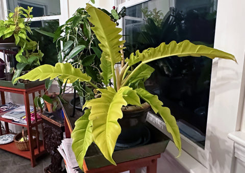 I Love Philodendron pinnatifidum × melinonii hybrid aka Philodendron ...
