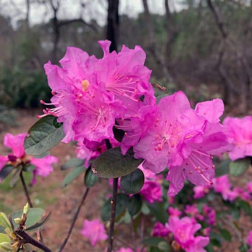 I Love Rhododendron ‘P.J.M.’ | GardenLady.com