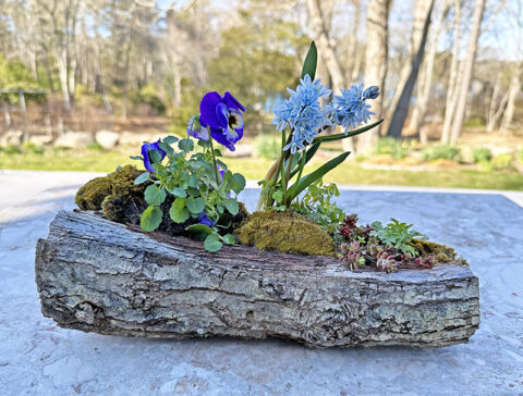 Make A Rustic, Spring Log Planter | GardenLady.com