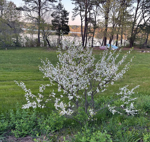 I Love Prunus maritima aka Beach Plum | GardenLady.com