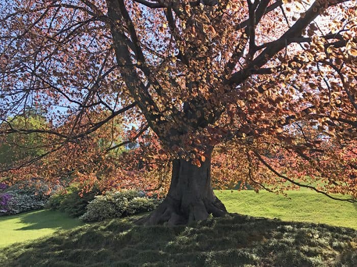 Fagus sylvatica ‘Riversii’ aka purple leaf beech, River’s purple ...