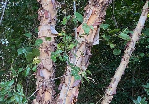 I Love Betula nigra ‘Cully’ ~ Heritage river birch | GardenLady.com