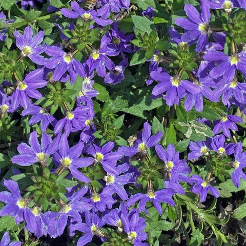 I Love Scaevola aemula aka Blue Fan Flower | GardenLady.com
