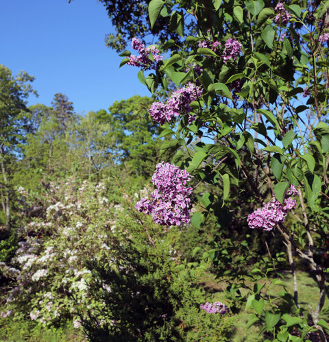 I Love Syringa vulgaris ‘Sensation’ aka Sensation Lilac | GardenLady.com