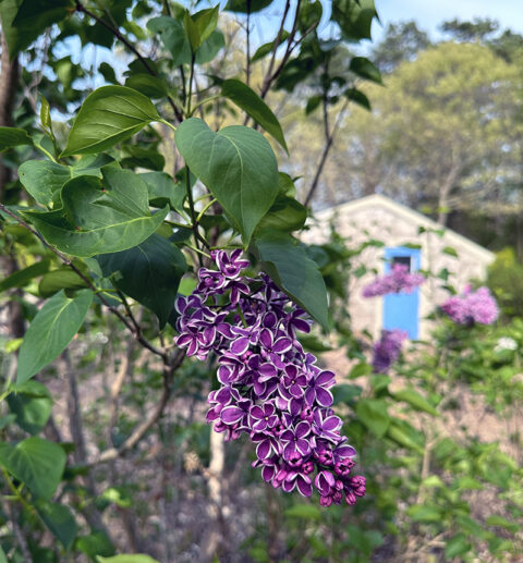 I Love Syringa vulgaris ‘Sensation’ aka Sensation Lilac | GardenLady.com
