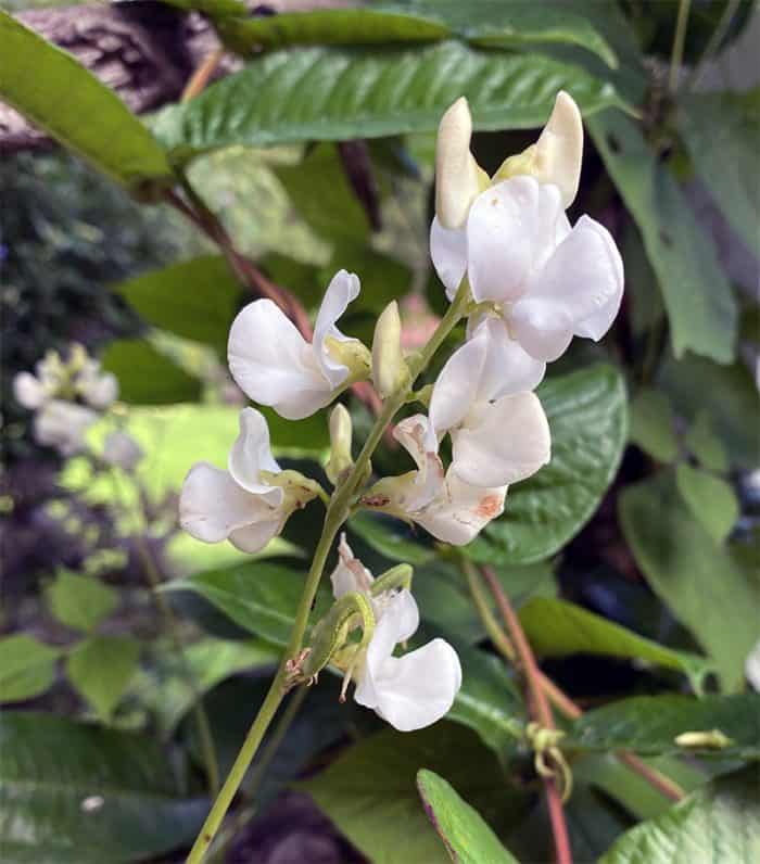 Love Silver Moon Hyacinth Vine | GardenLady.com