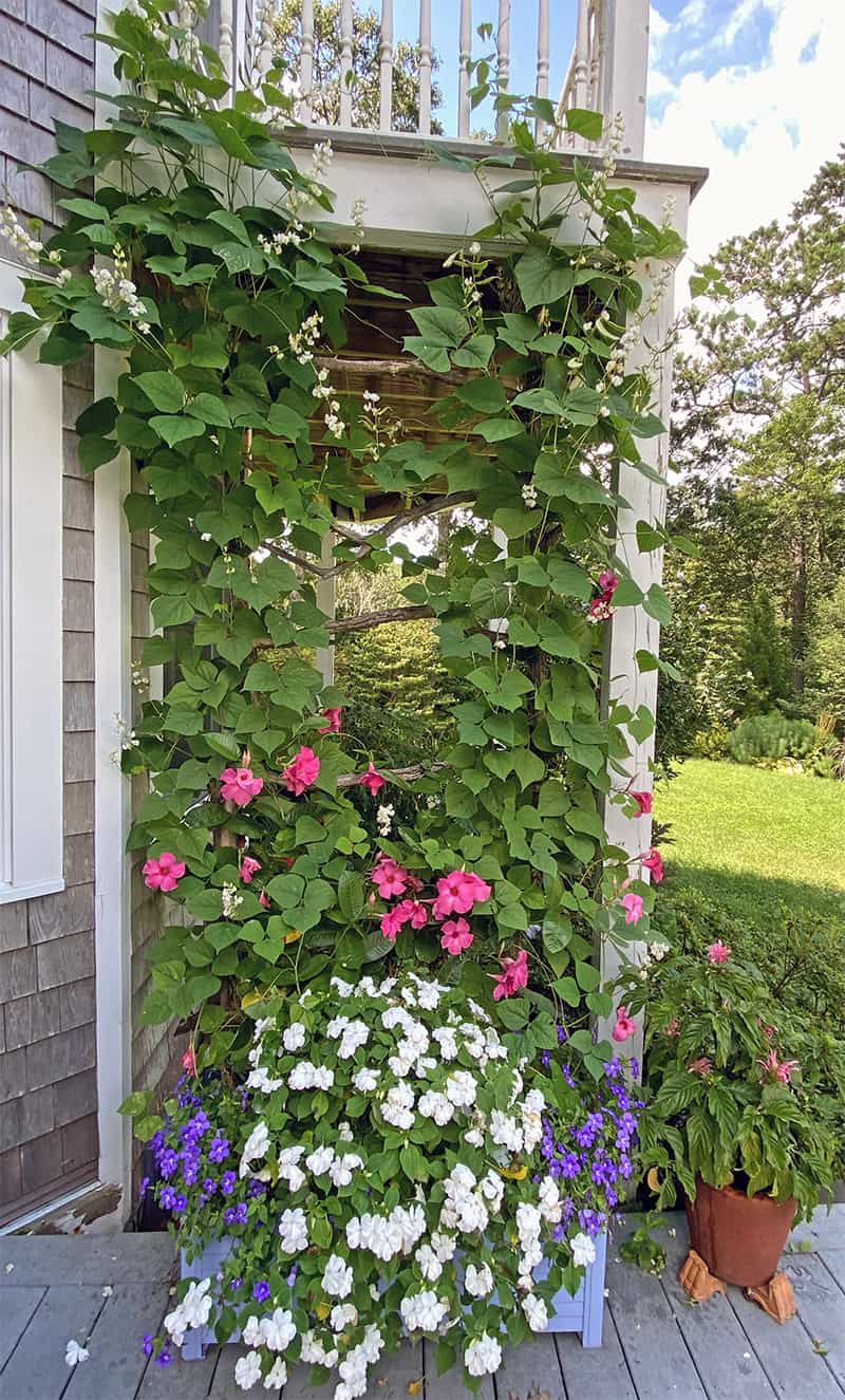 Love Silver Moon Hyacinth Vine | GardenLady.com