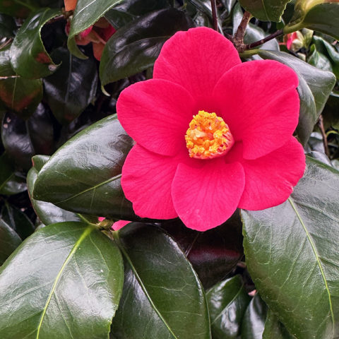 I Love Camellia Species and Hybrids | GardenLady.com
