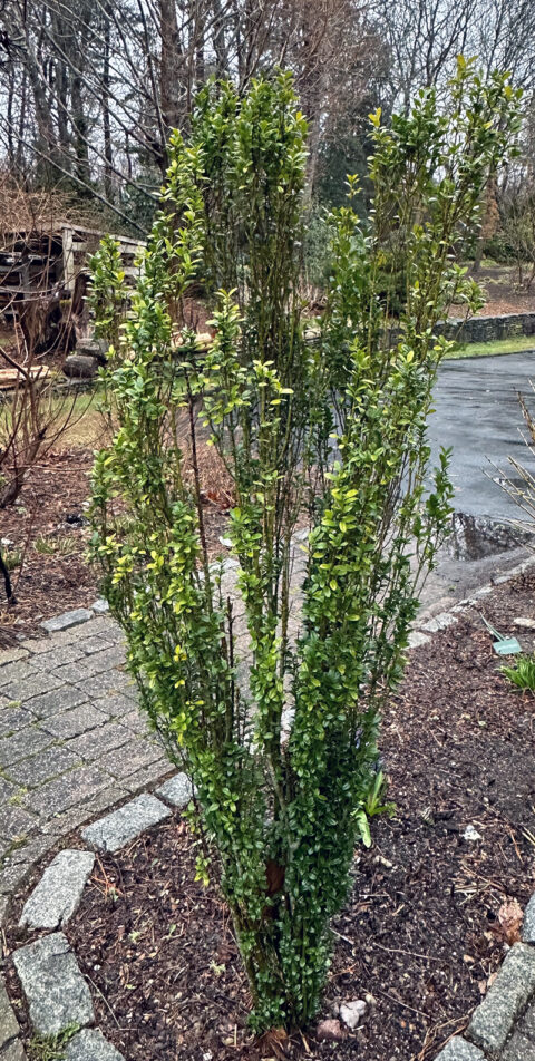 Not So Fond of Ilex crenata ‘Sky Pencil’ | GardenLady.com