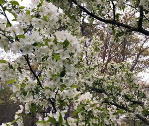 I Love Malus x ‘Snowdrift’ | GardenLady.com