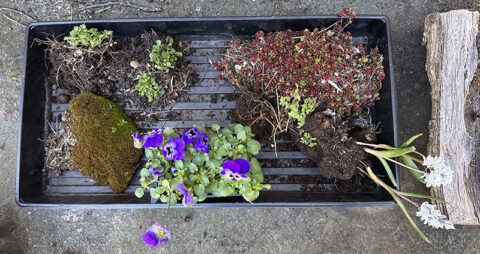 Make A Rustic, Spring Log Planter | GardenLady.com