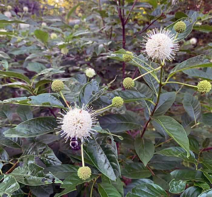 I Love the Sugar Shack Buttonbush | GardenLady.com