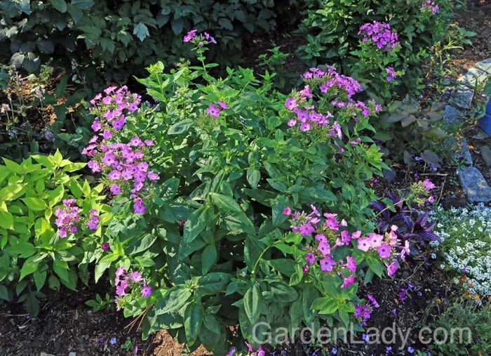 What is Deadheading? | GardenLady.com
