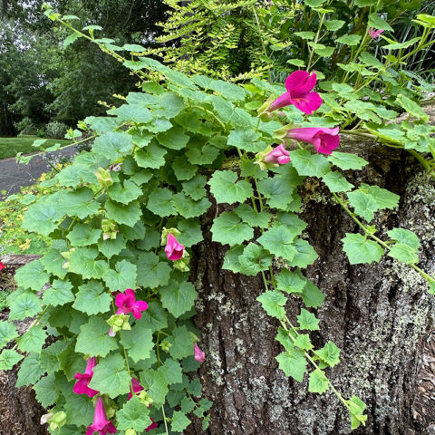 I Love Lophospermum Lofos Compact Rose | GardenLady.com