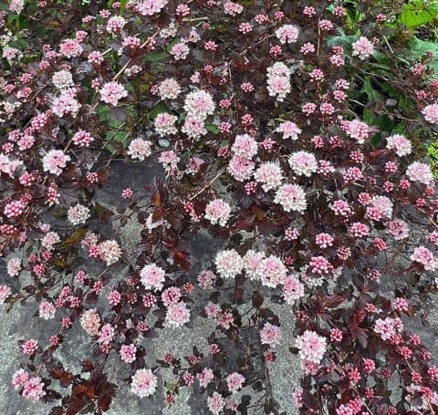 I Love Physocarpus Sweet Cherry Tea | GardenLady.com