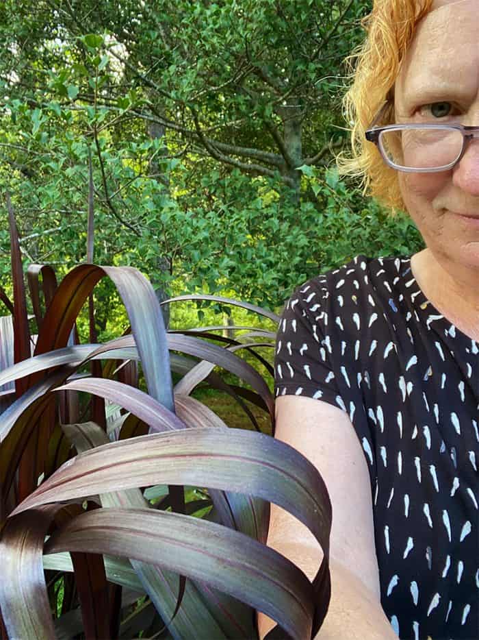 I Love Pennisetum purpureum ‘Tift 8’ aka Vertigo Fountain Grass ...