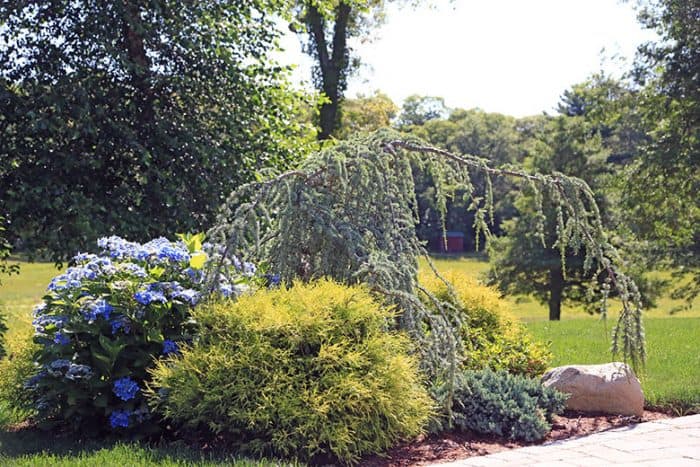 I Love Cedrus atlantica ‘Glauca Pendula’ aka weeping blue atlas cedar ...