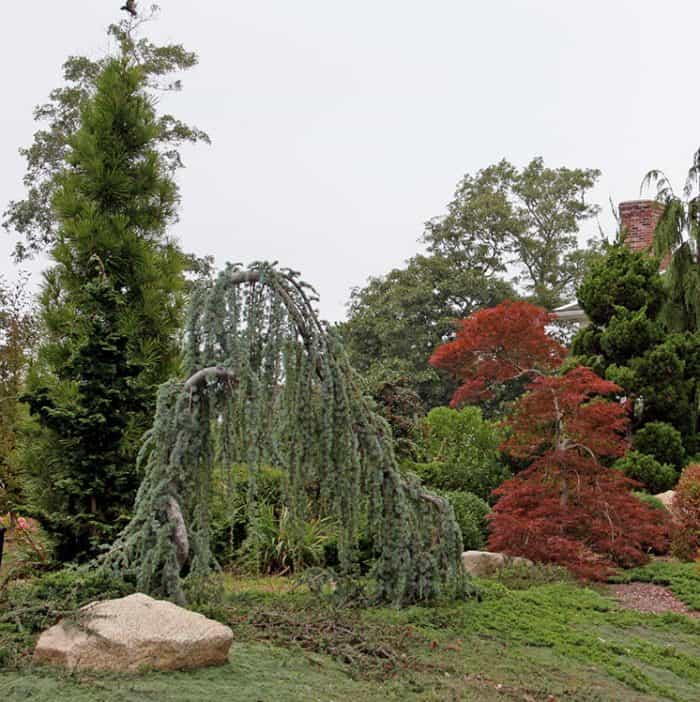 I Love Cedrus atlantica ‘Glauca Pendula’ aka weeping blue atlas cedar ...