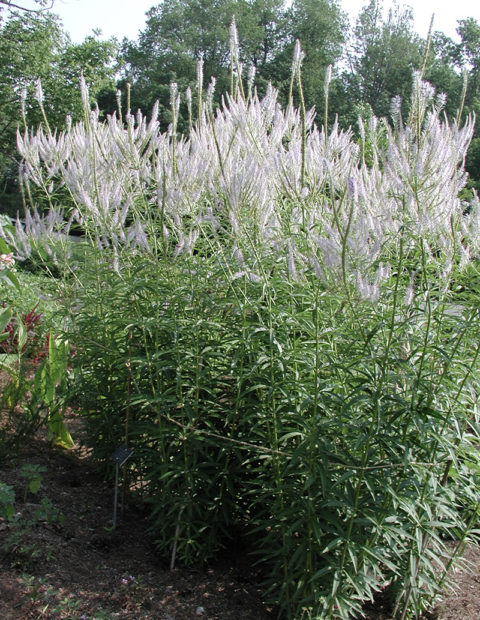 I Love Veronicastrum virginicum aka Culver’s Root | GardenLady.com