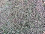 I Love Wooly Thyme | GardenLady.com