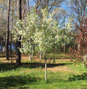 I Love Malus x ‘Snowdrift’ | GardenLady.com